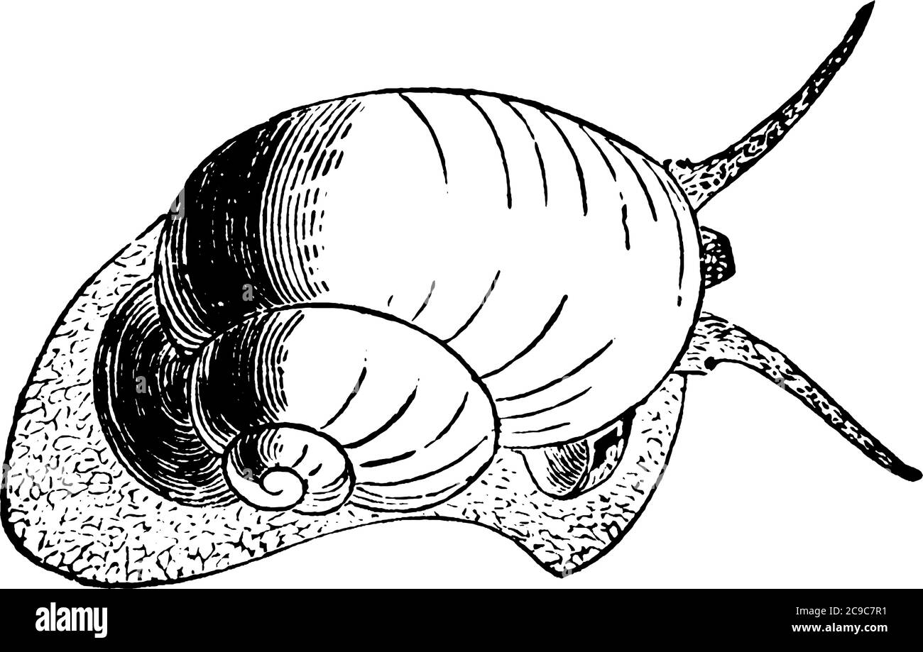 Outline Water Snails