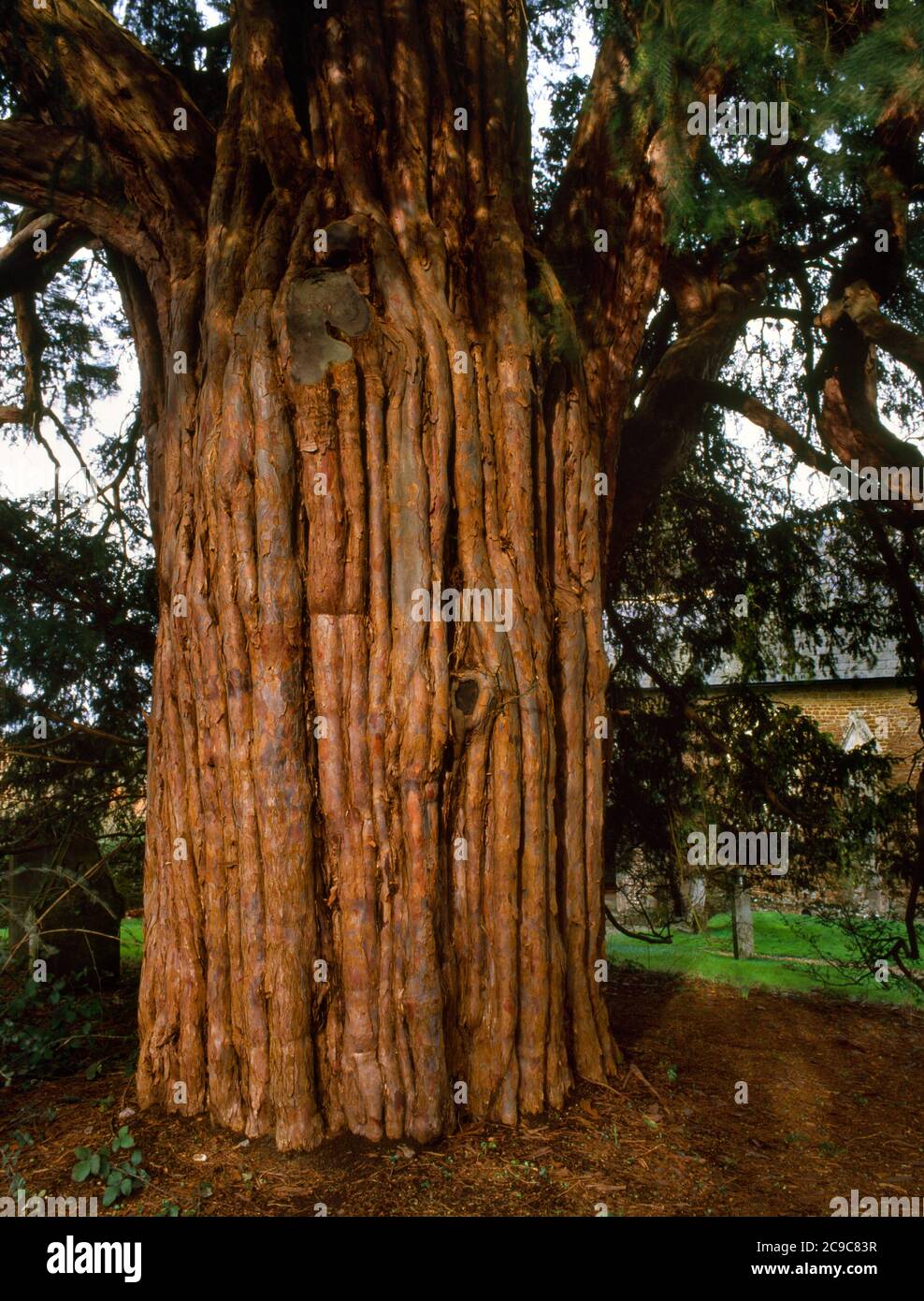 Ancient british yew tree hi-res stock photography and images - Alamy