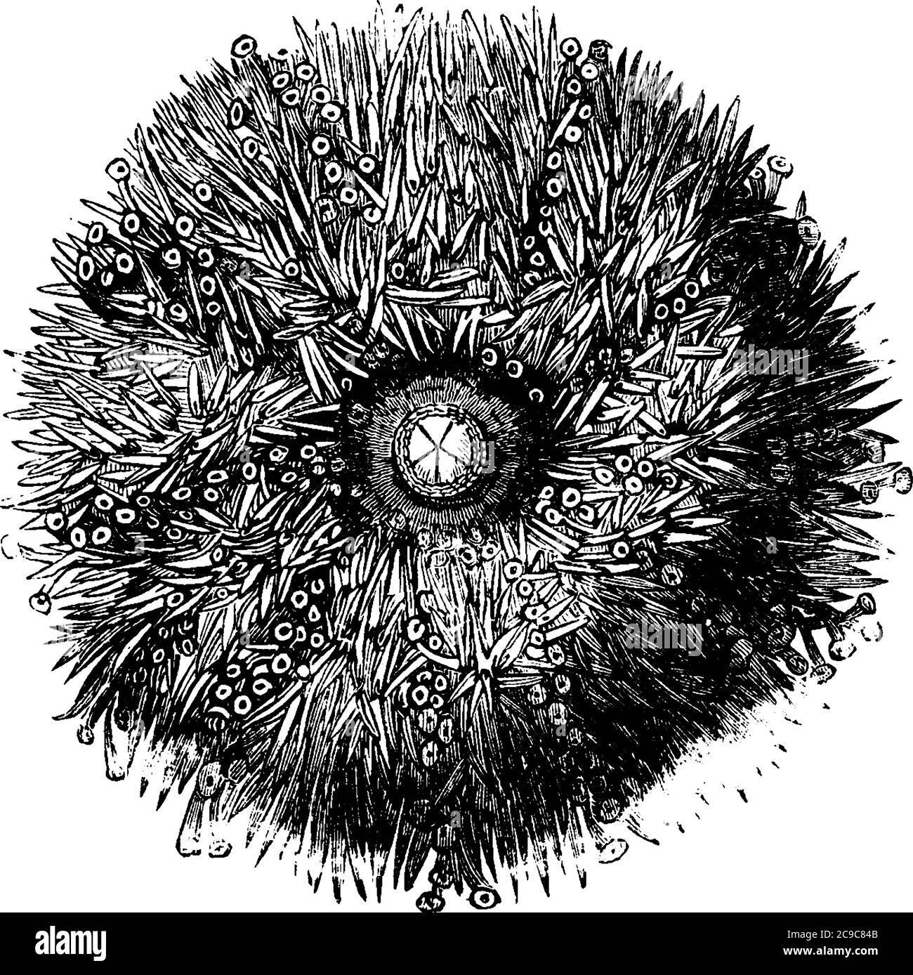 Sea Urchin Sketch