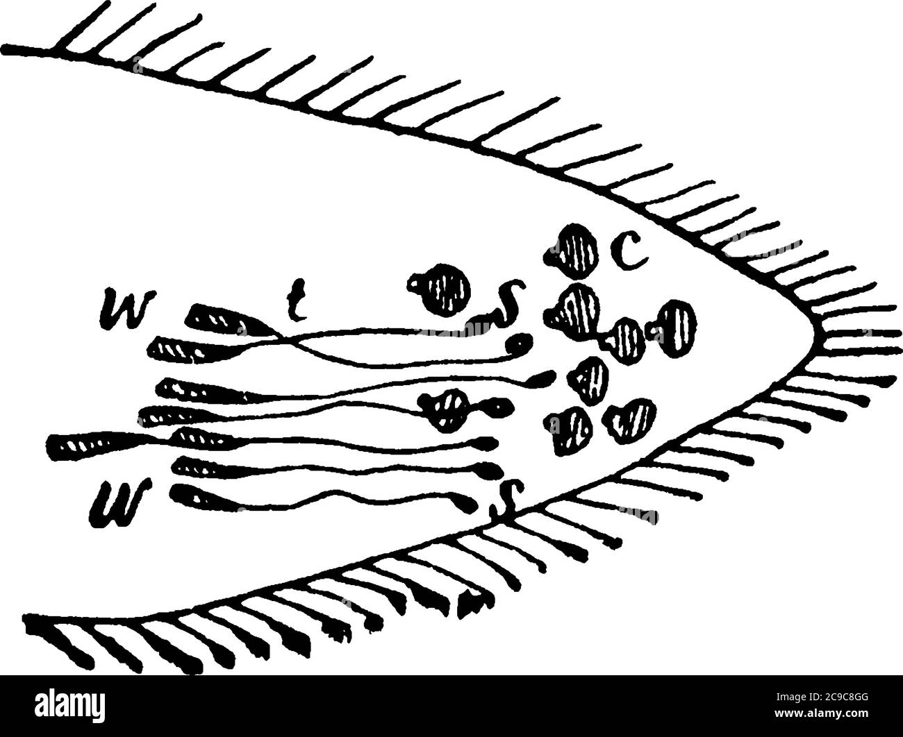 Sensory antenna Stock Vector Images - Alamy