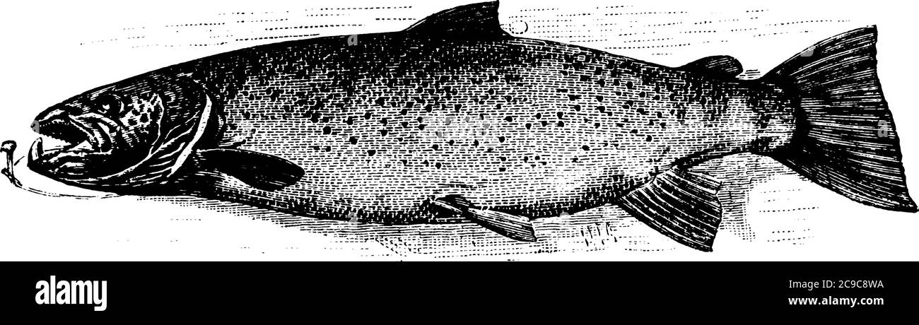 A ray-finned fish lives in tributaries of Atlantic and Pacific ocean ...