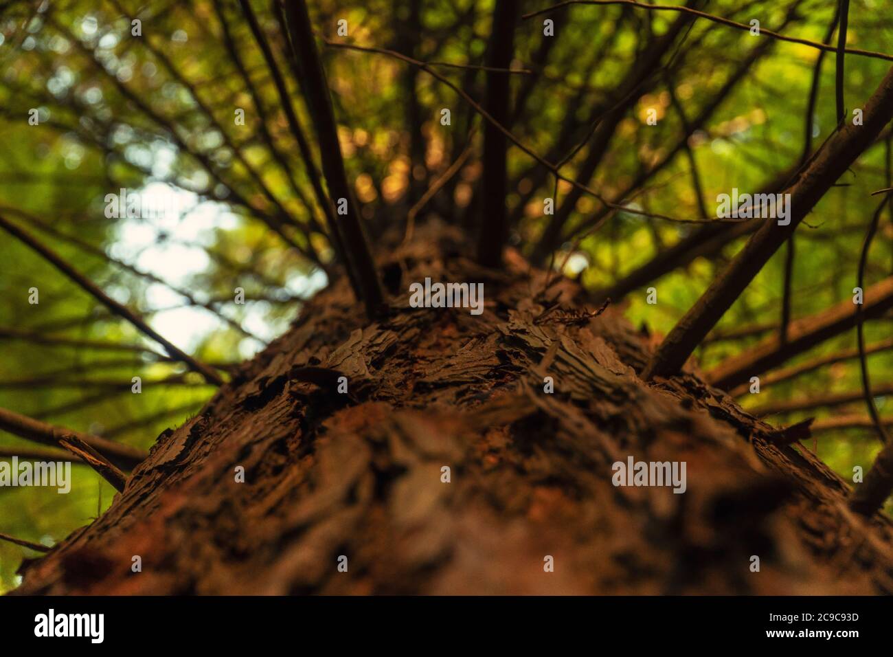 Sequoia tree view from the ground to the sky Stock Photo - Alamy