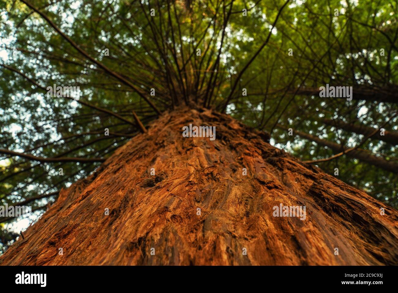 Cantabria spain sequoia hi-res stock photography and images - Alamy