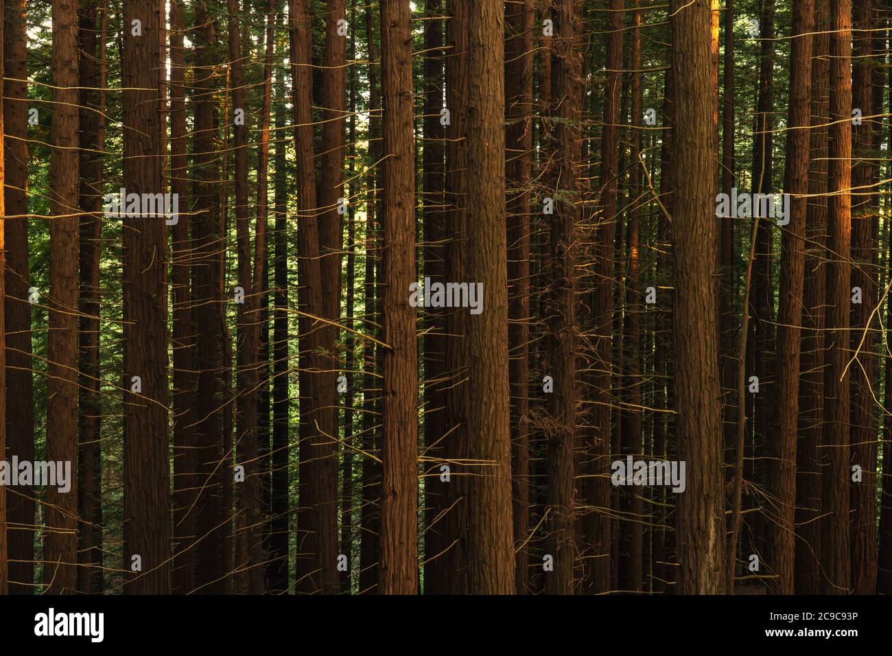 Sequoia trees view in a natural park in Spain Stock Photo - Alamy