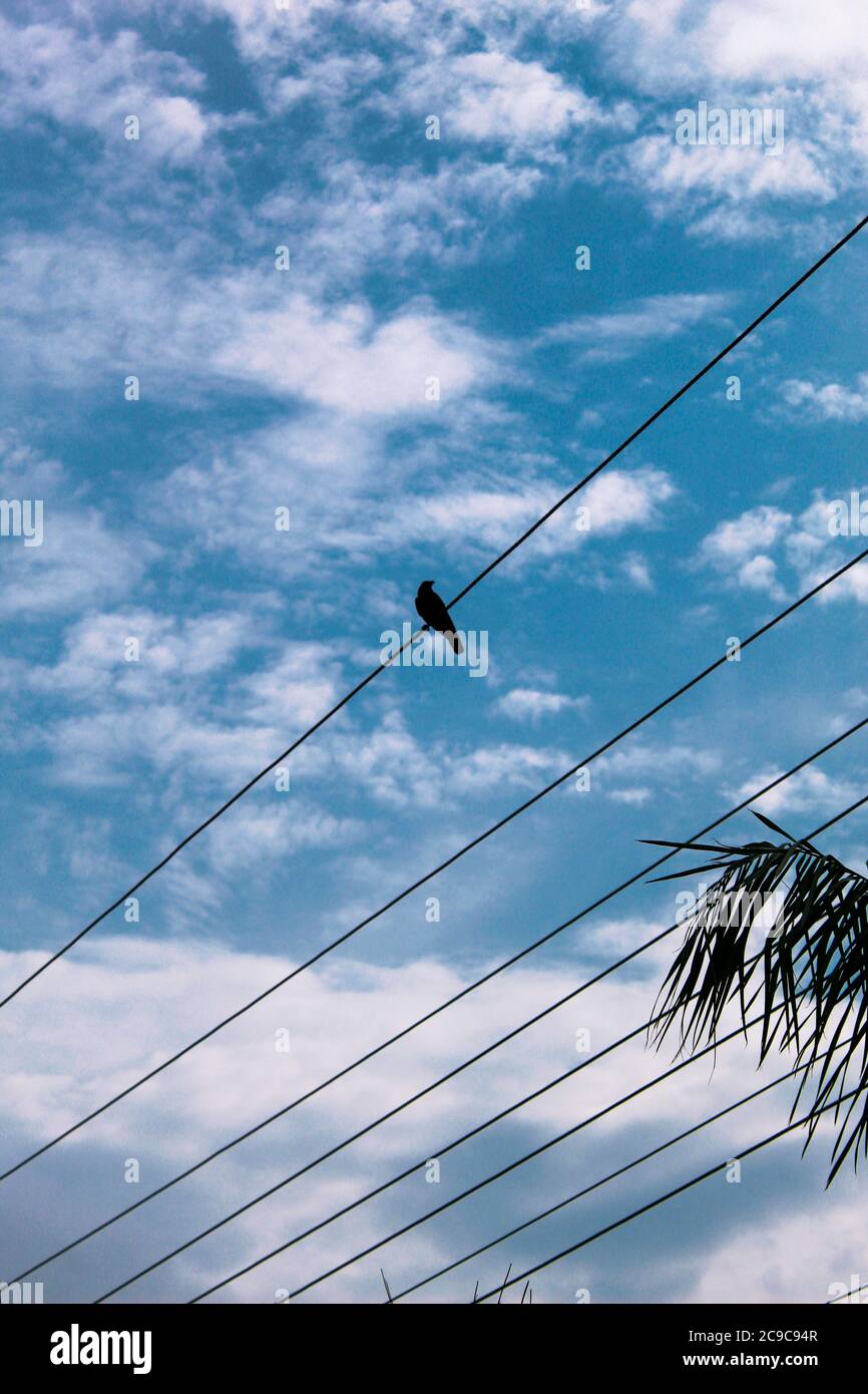 A bird sitting on the electrical wires on a pleasant day Stock Photo ...