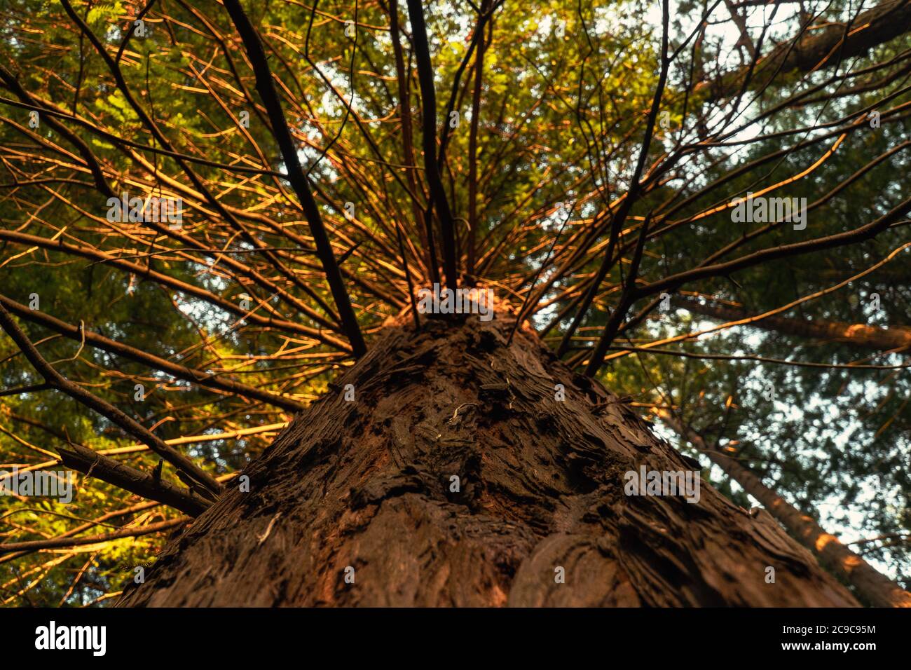 Cantabria spain sequoia hi-res stock photography and images - Alamy