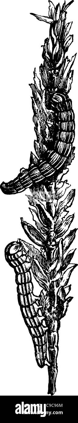 The mass of eggs of a wheat-head army-worm, observed under a leaf ...