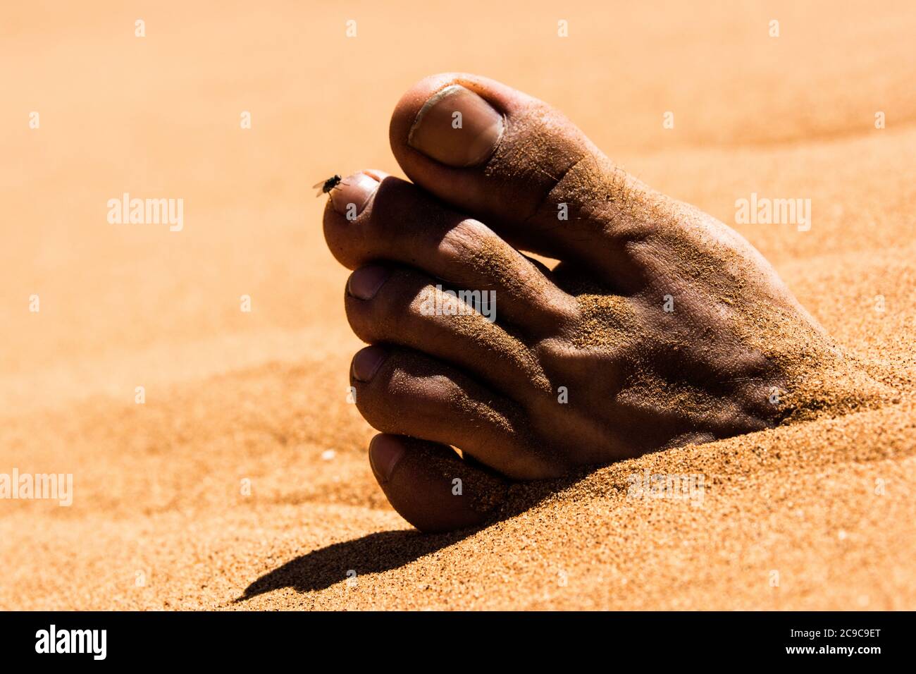 Fly on a toe in the Sahara sand Stock Photo - Alamy