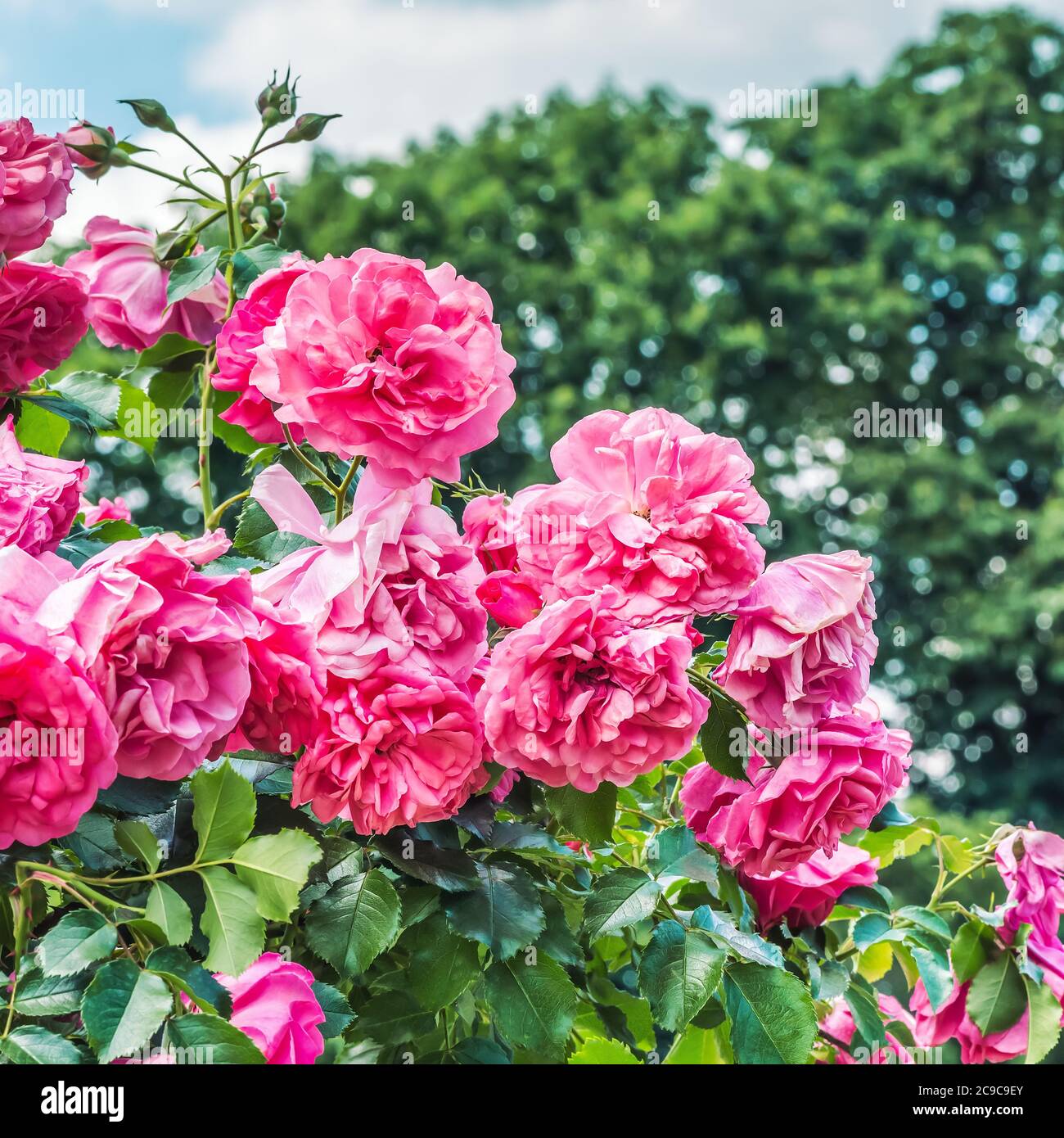 Tea rose of light purple color, floribunda variety, large, double ...