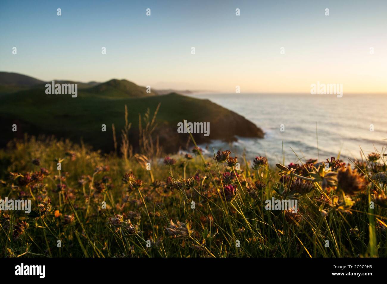 Landscape of a flowered field on the top of a hill, and a cliff on the ...