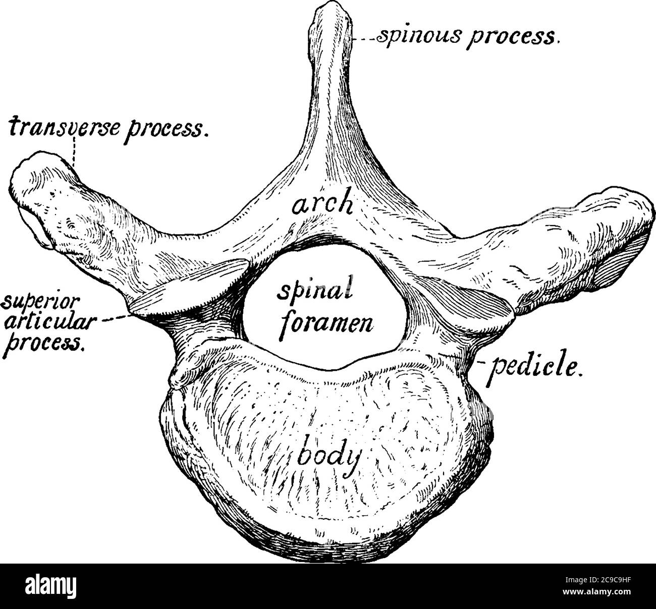 Spine Drawing Vertebrae