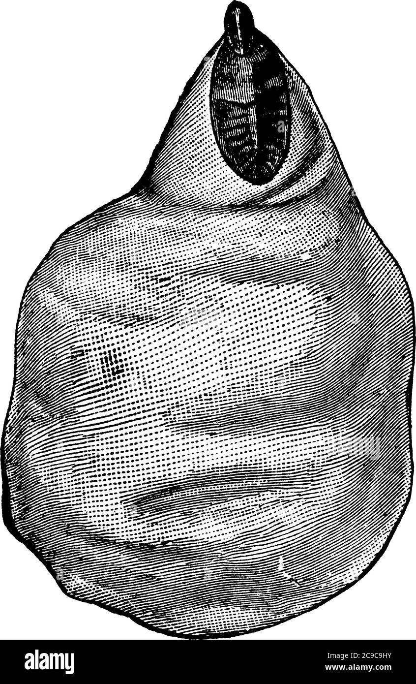 Chinaspis furfures- female scurfy scale, vintage line drawing or ...