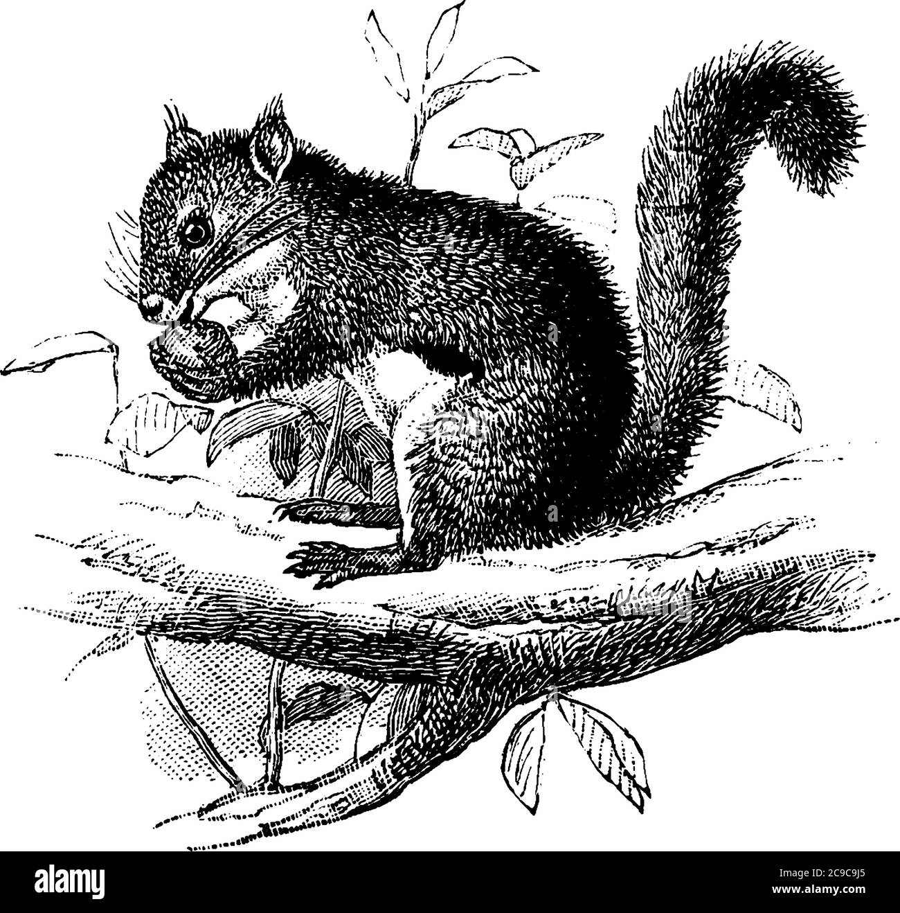 Eating pine Black and White Stock Photos & Images - Alamy