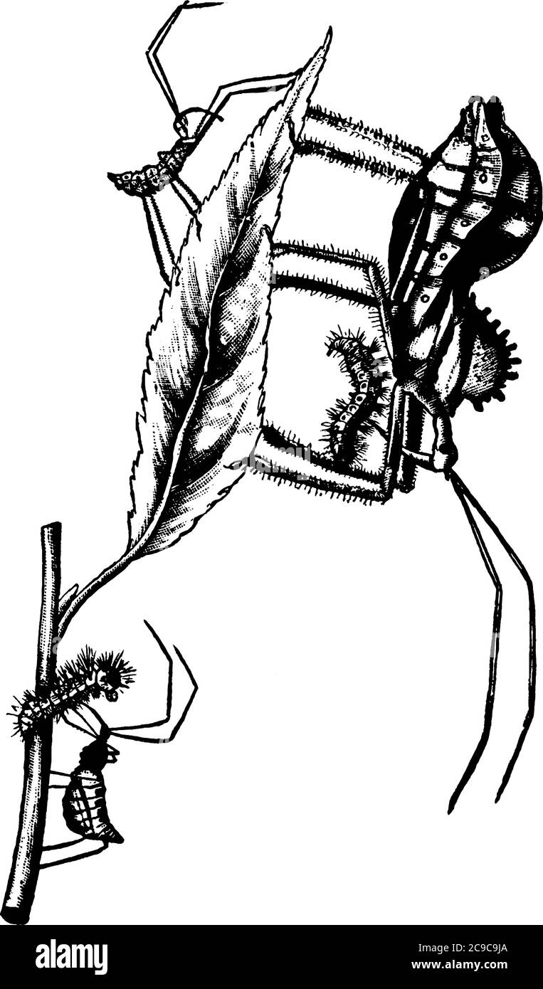 Image showing stage of the wheel-bug of Prionidus cristatus species ...