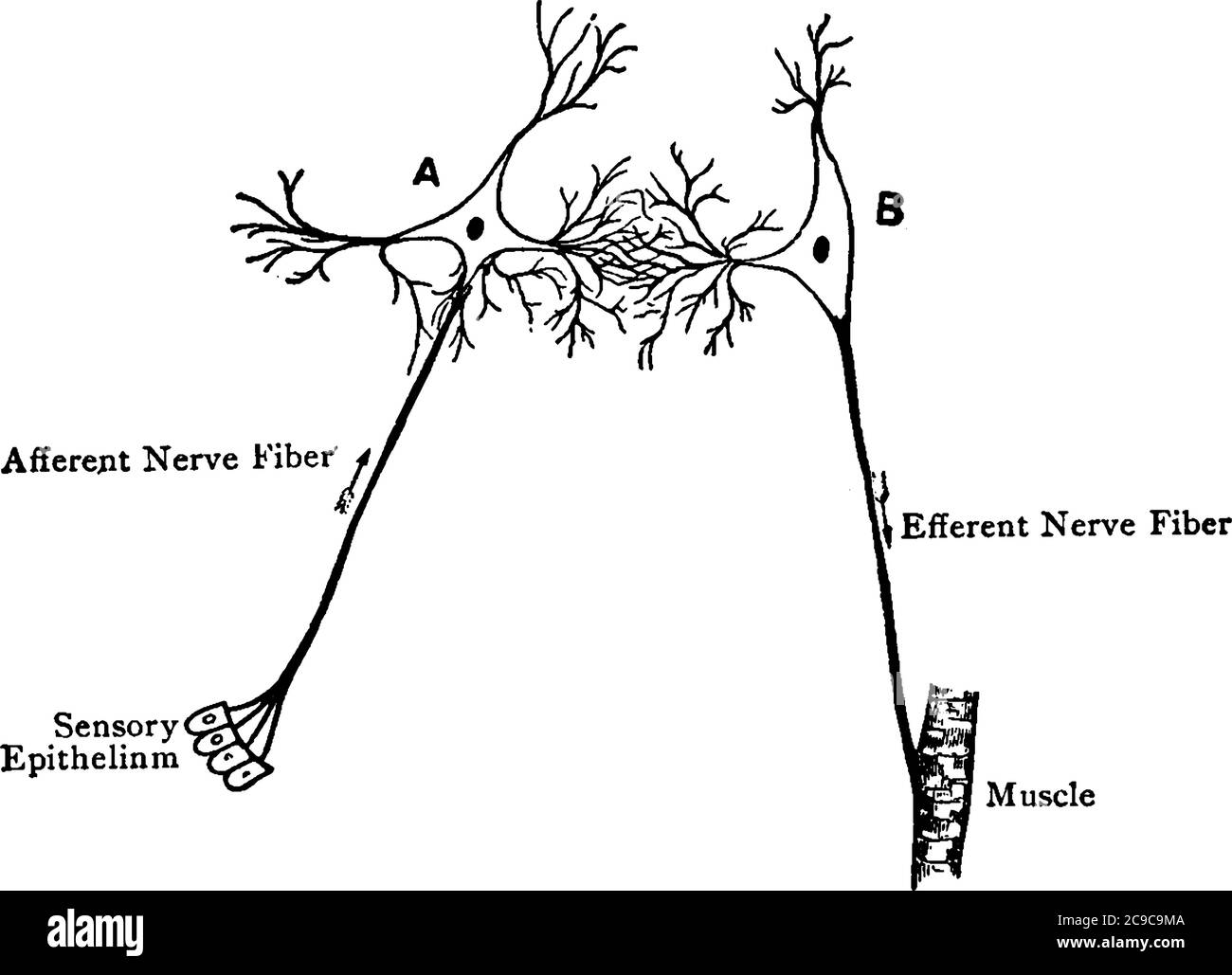 Reflex Arc Labeled