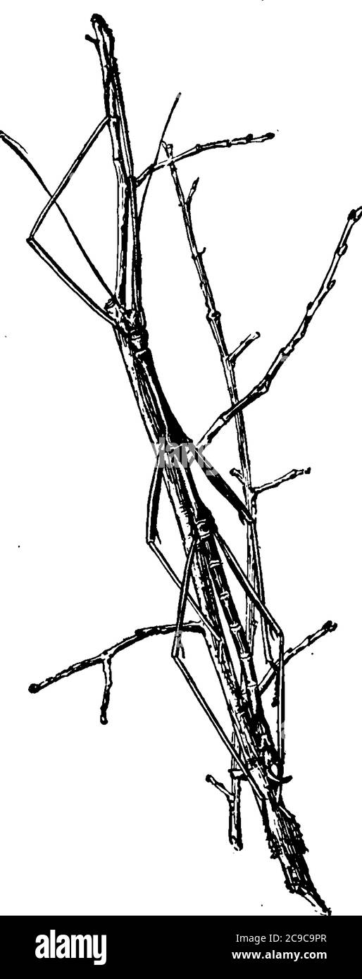 Walking Sticks Insects Poisonous