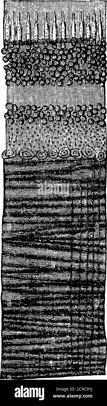 A typical representation of the retina of a human eye stretched out ...
