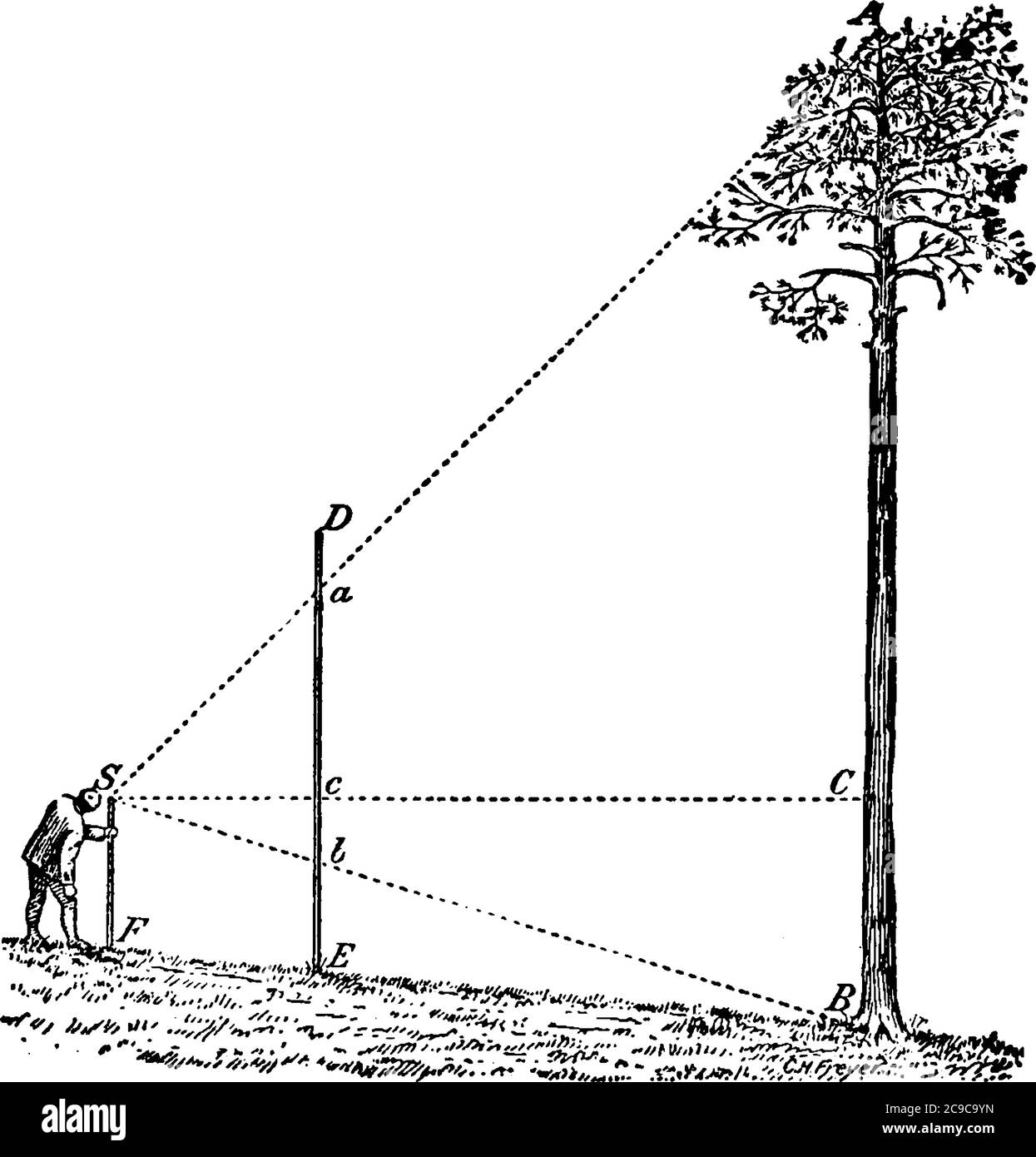 A Person is measuring the height of the tree from the surface of the ...