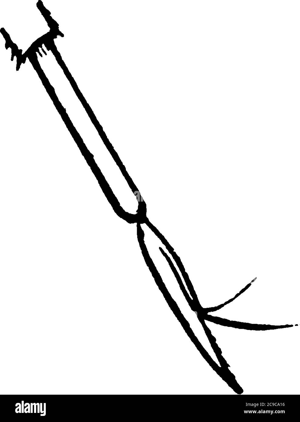 Image of a water-strider, Rheumatobates rileyi, female; hind tarsus ...