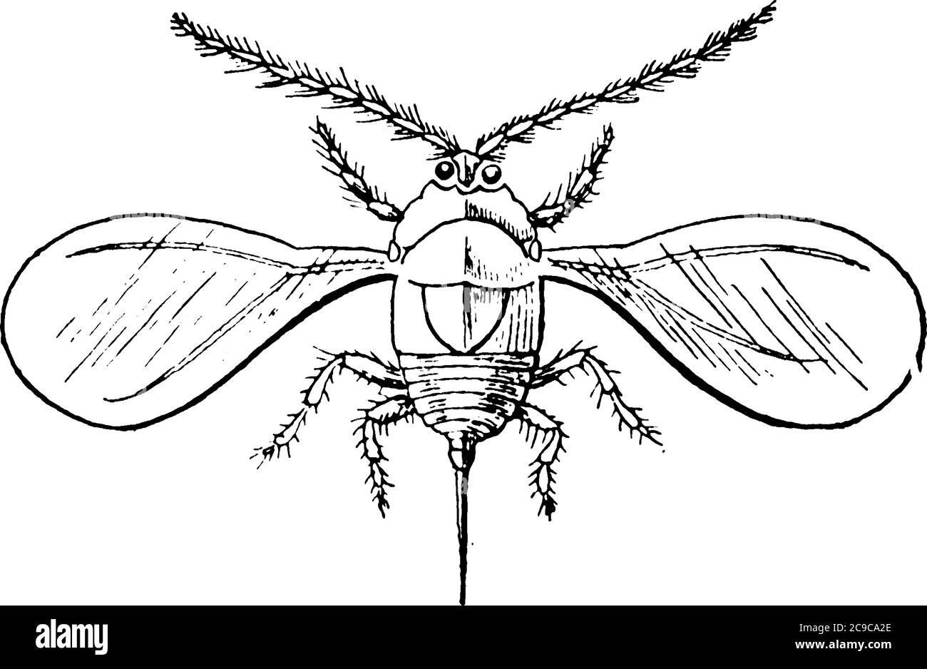 Sap feeding insects hi-res stock photography and images - Alamy