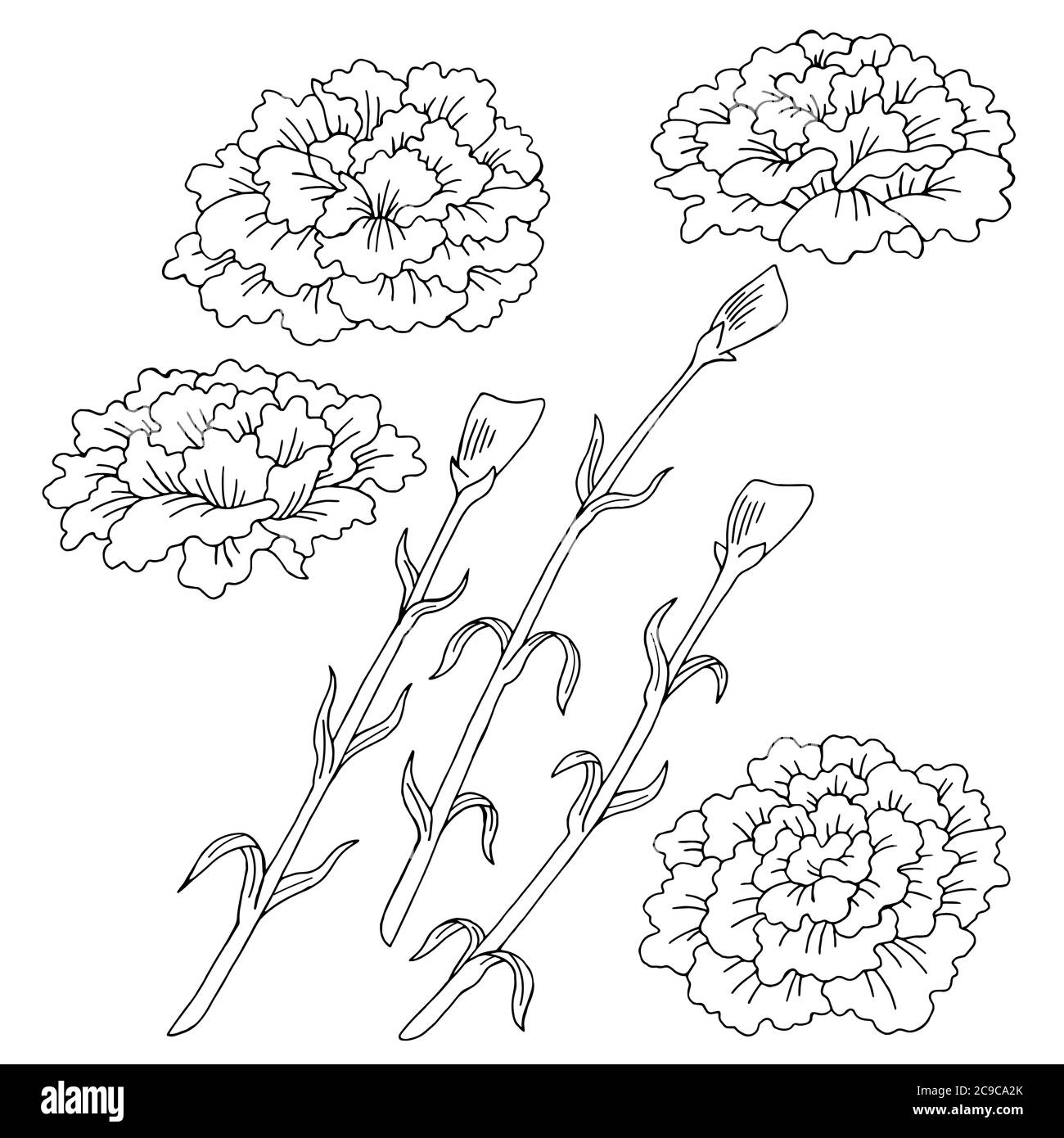 Carnation Flower Outline