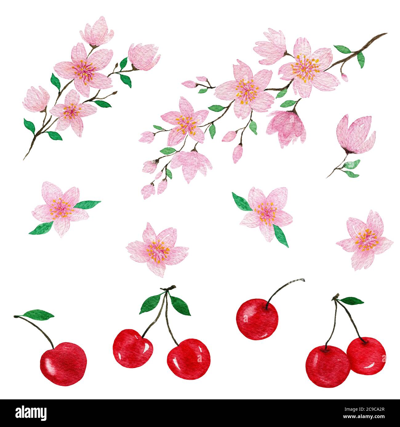 cherry blossom and cherry fruit set, hand painted watercolor ...