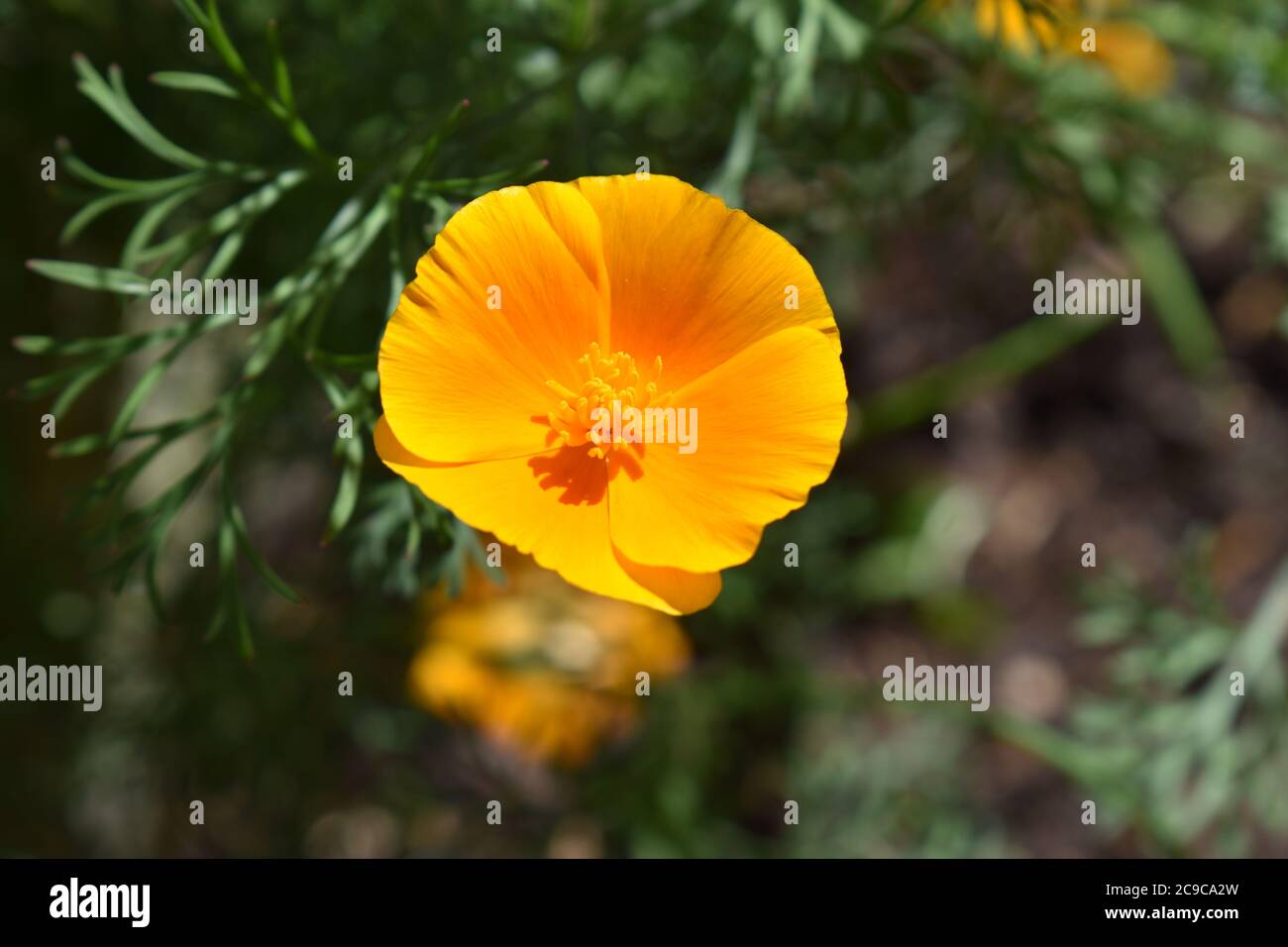The California or golden poppy - Eschscholzia californica Stock Photo ...