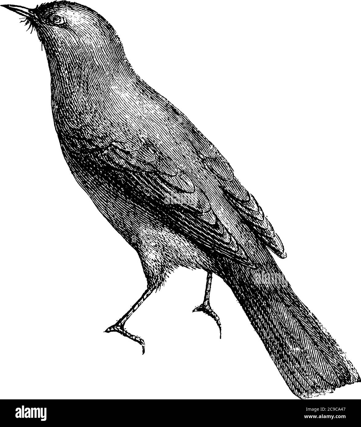 Quality bird Black and White Stock Photos & Images - Alamy