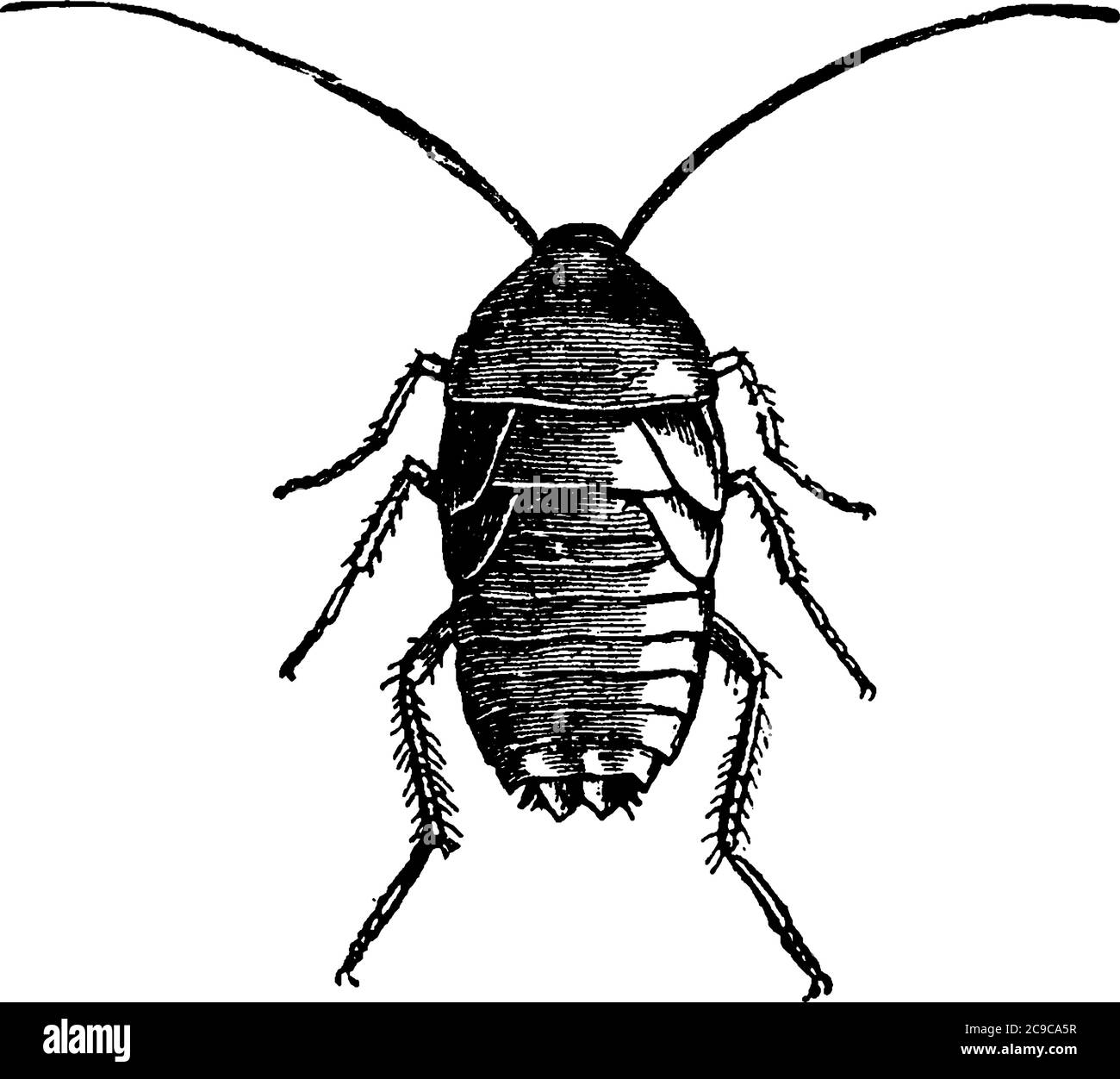 Female Oriental Roach, vintage line drawing or engraving illustration ...