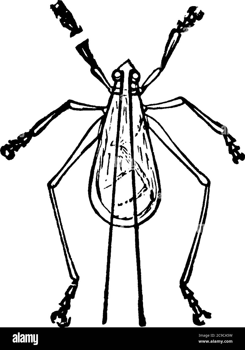 Image of male tree cricket, vintage line drawing or engraving ...