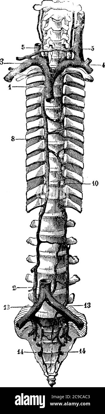 Sketch of the principal venous trunks, with its parts labelled, vintage ...