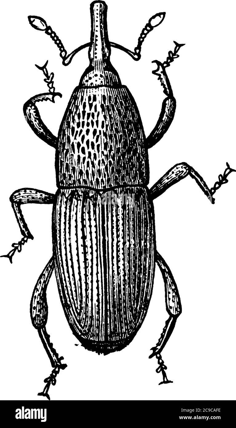 Weevil adult insect with six legs and two antenna, vintage line drawing ...