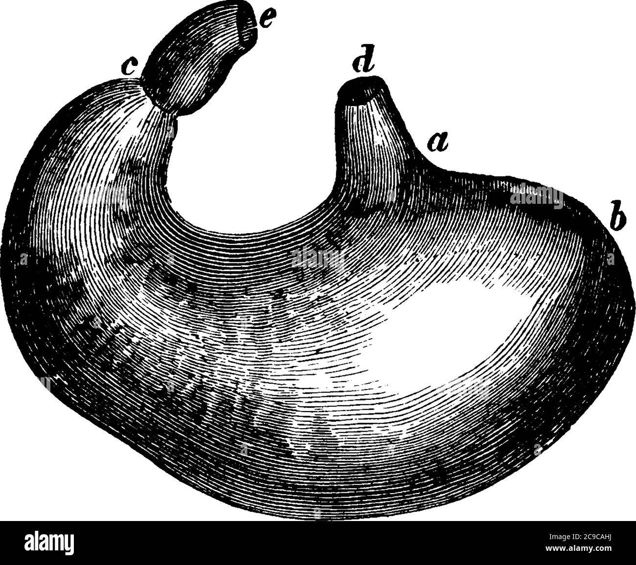 Human digestive system hi-res stock photography and images - Alamy