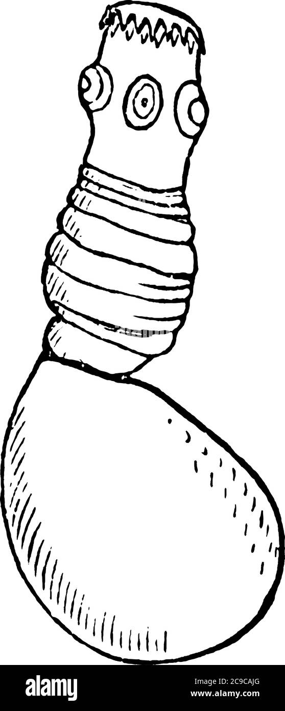 Tapeworms are flat, segmented worms that live in the intestines of some ...