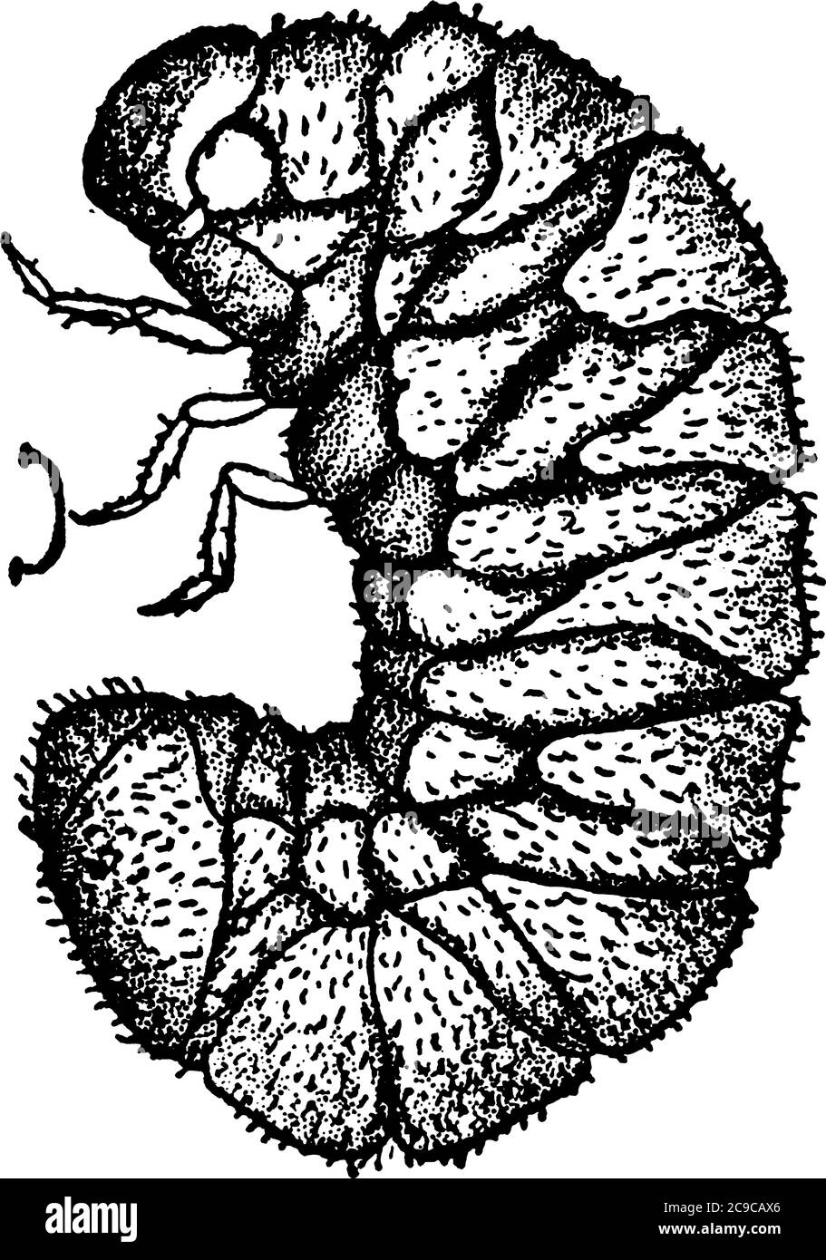 Death watch beetle hi-res stock photography and images - Alamy