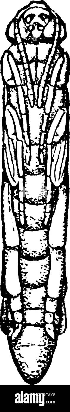 Each other eyes Black and White Stock Photos & Images - Alamy