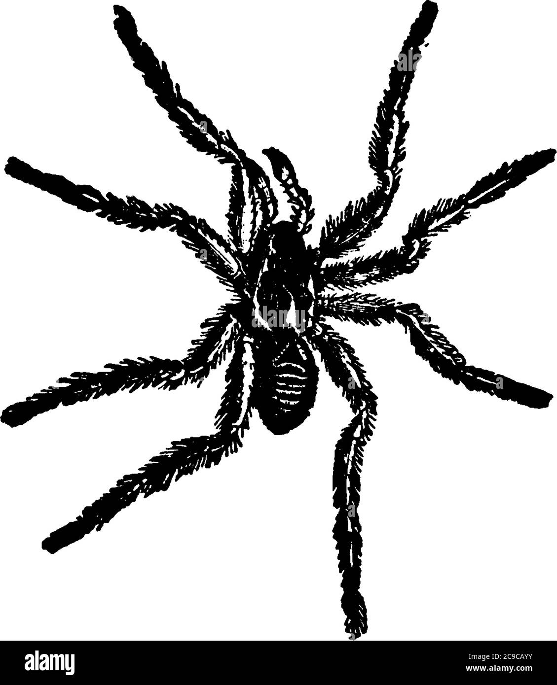 Formerly supposed Stock Vector Images - Alamy