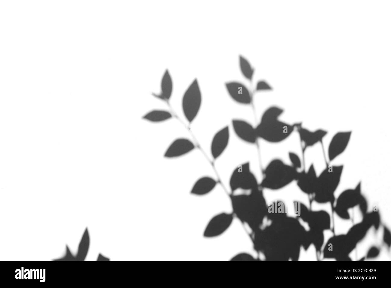 Shadow overlay effect for photo. Shadows from tree leaves and tropical ...