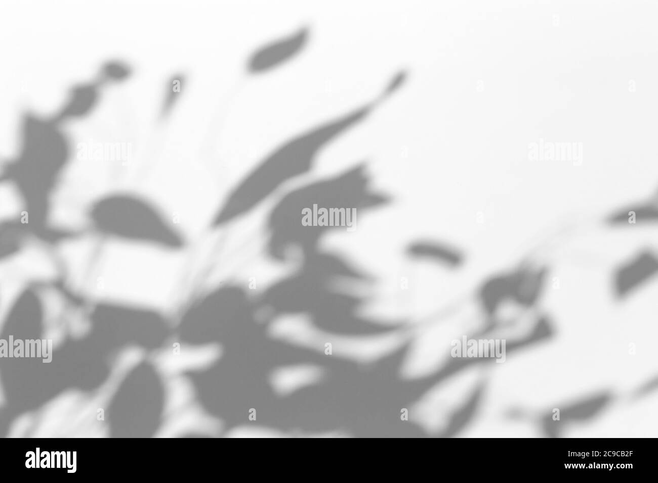 Shadow overlay effect for photo. Shadows from tree leaves and tropical ...