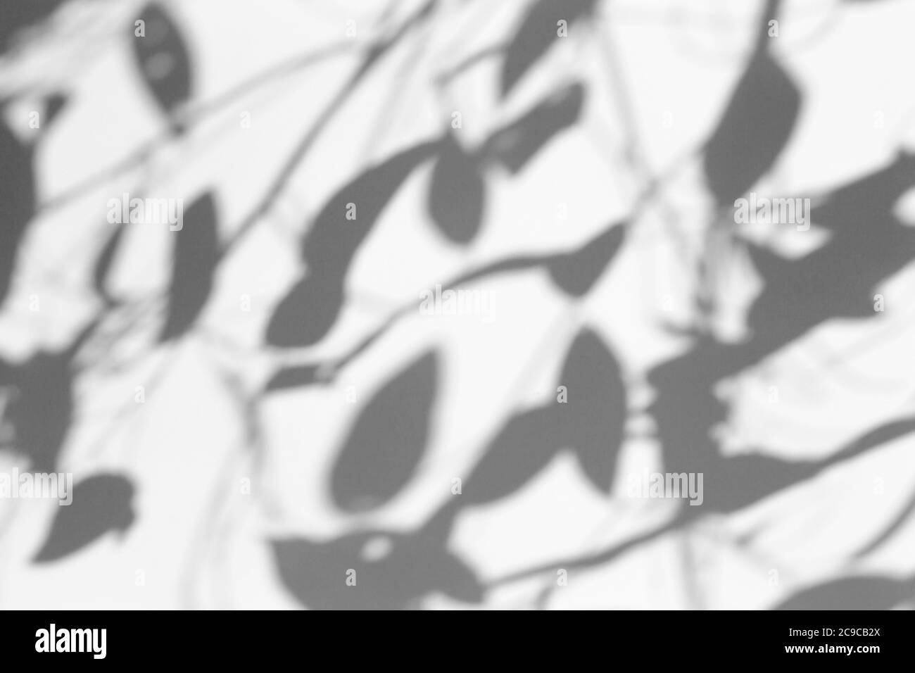 Shadow overlay effect for photo. Shadows from tree leaves and tropical ...