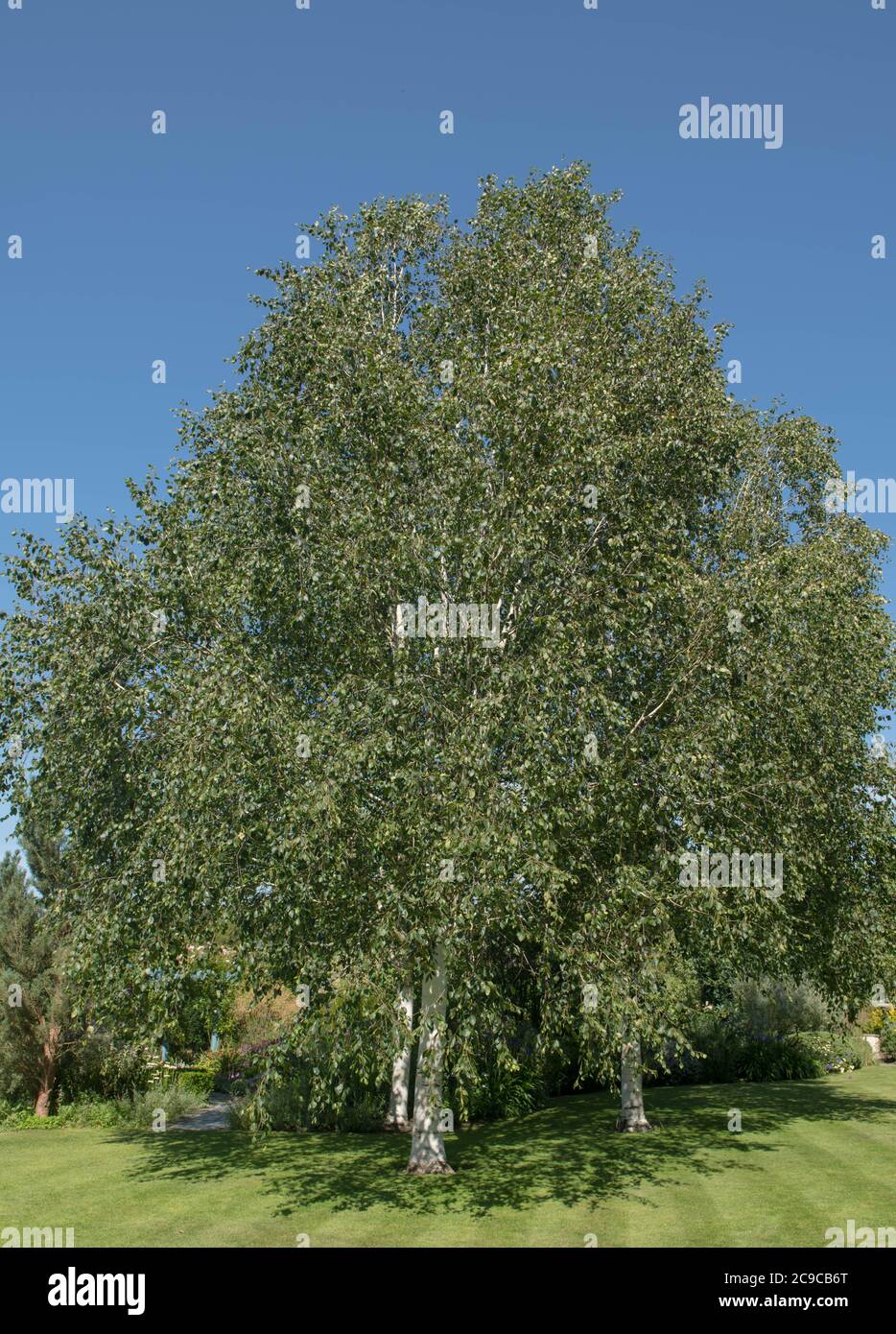 Himalayan birch tree hi-res stock photography and images - Alamy