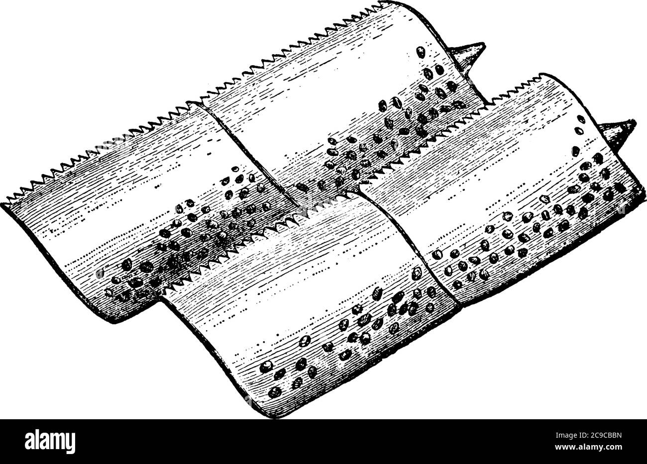 The ganoid scales of the fish that falls under the Dapedius species ...