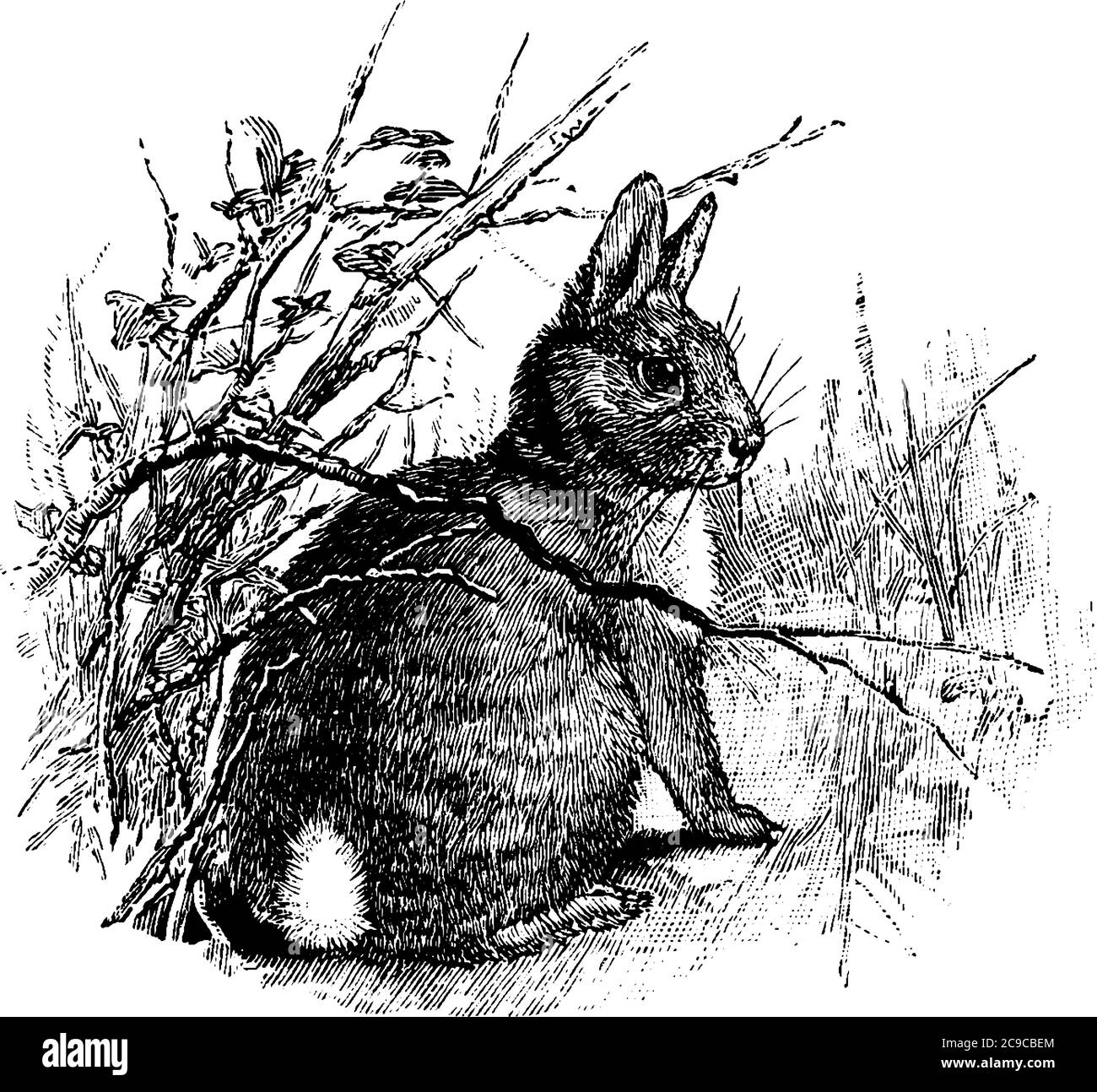 Oryctolagus cuniculus Stock Vector Images - Alamy