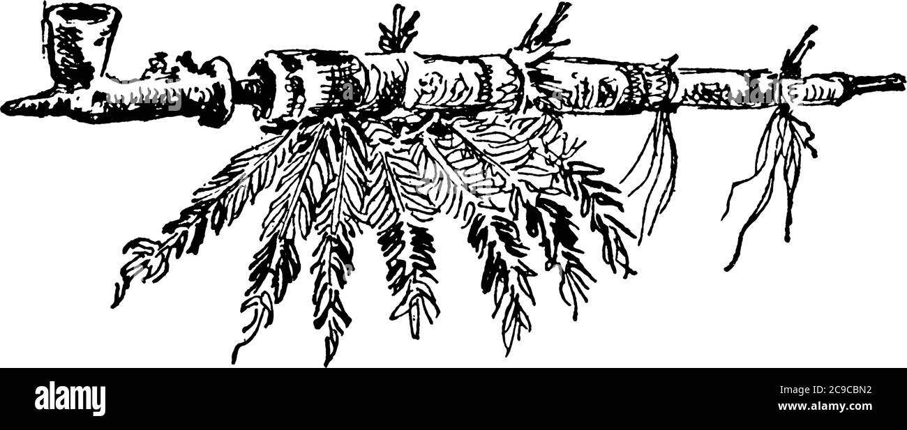 A typical representation of an Indian pipe through which water flows ...