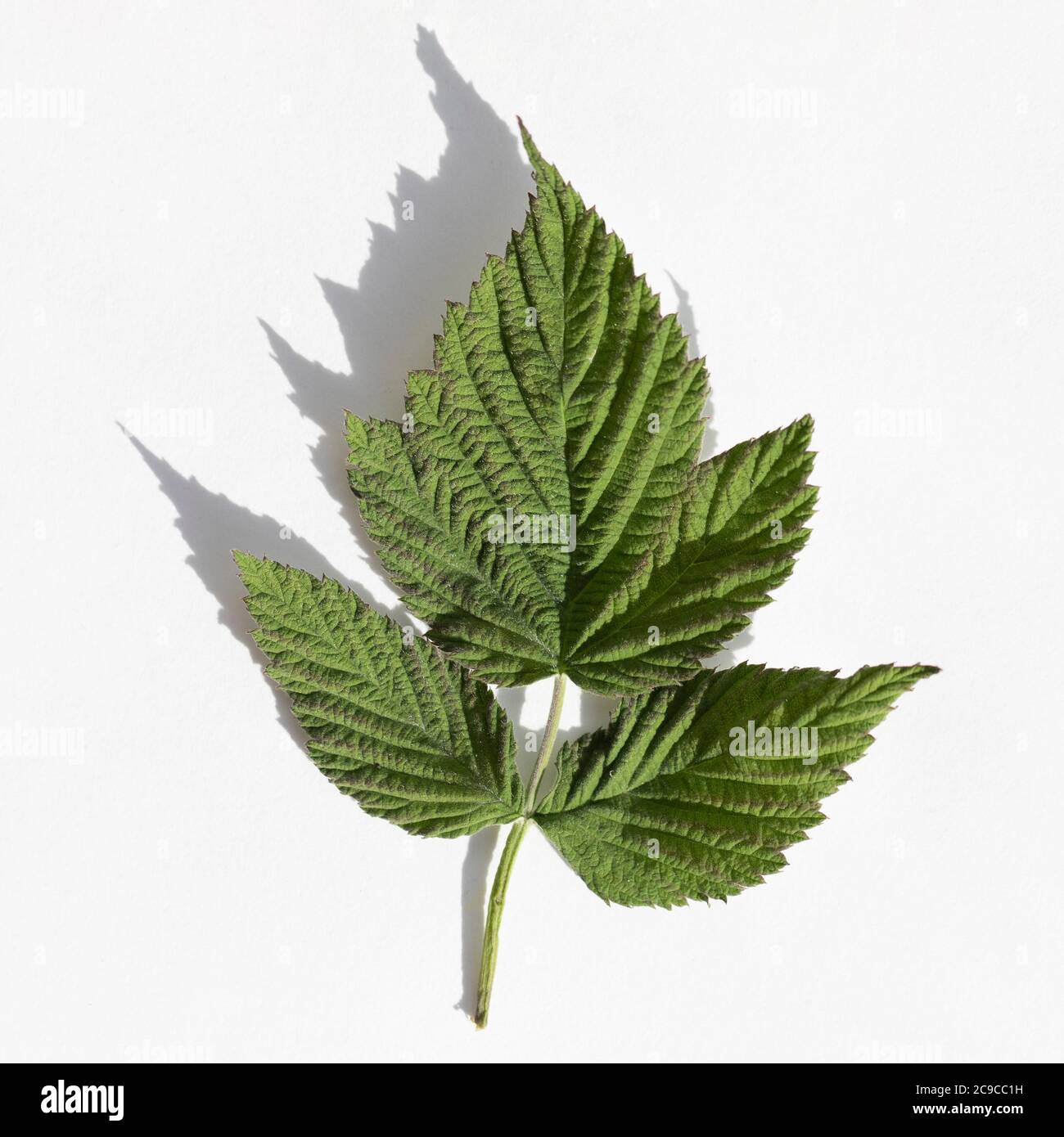 Raspberry green leaves isolated on white background. Top view Stock ...