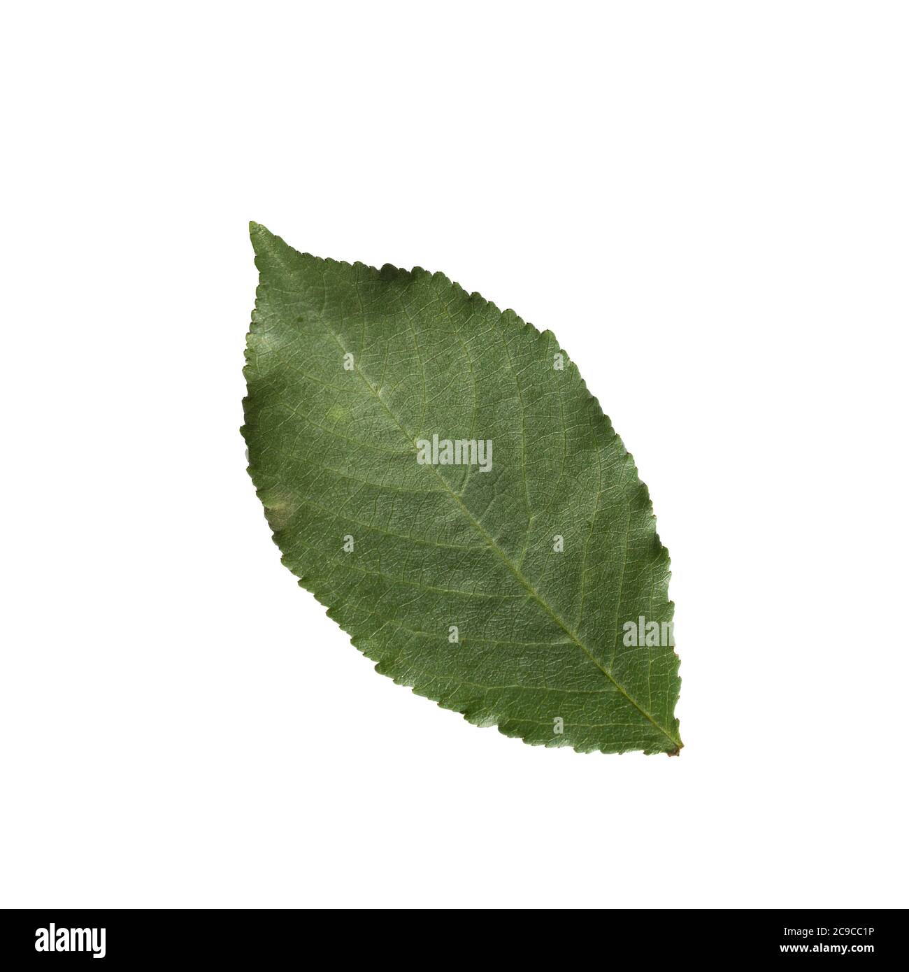 Small one green leaves isolated on white background Stock Photo - Alamy