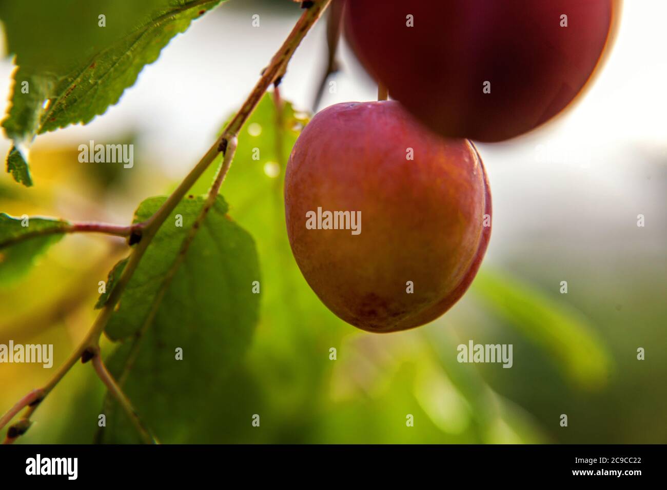 Baby Plum Tree High Resolution Stock Photography and Images - Alamy
