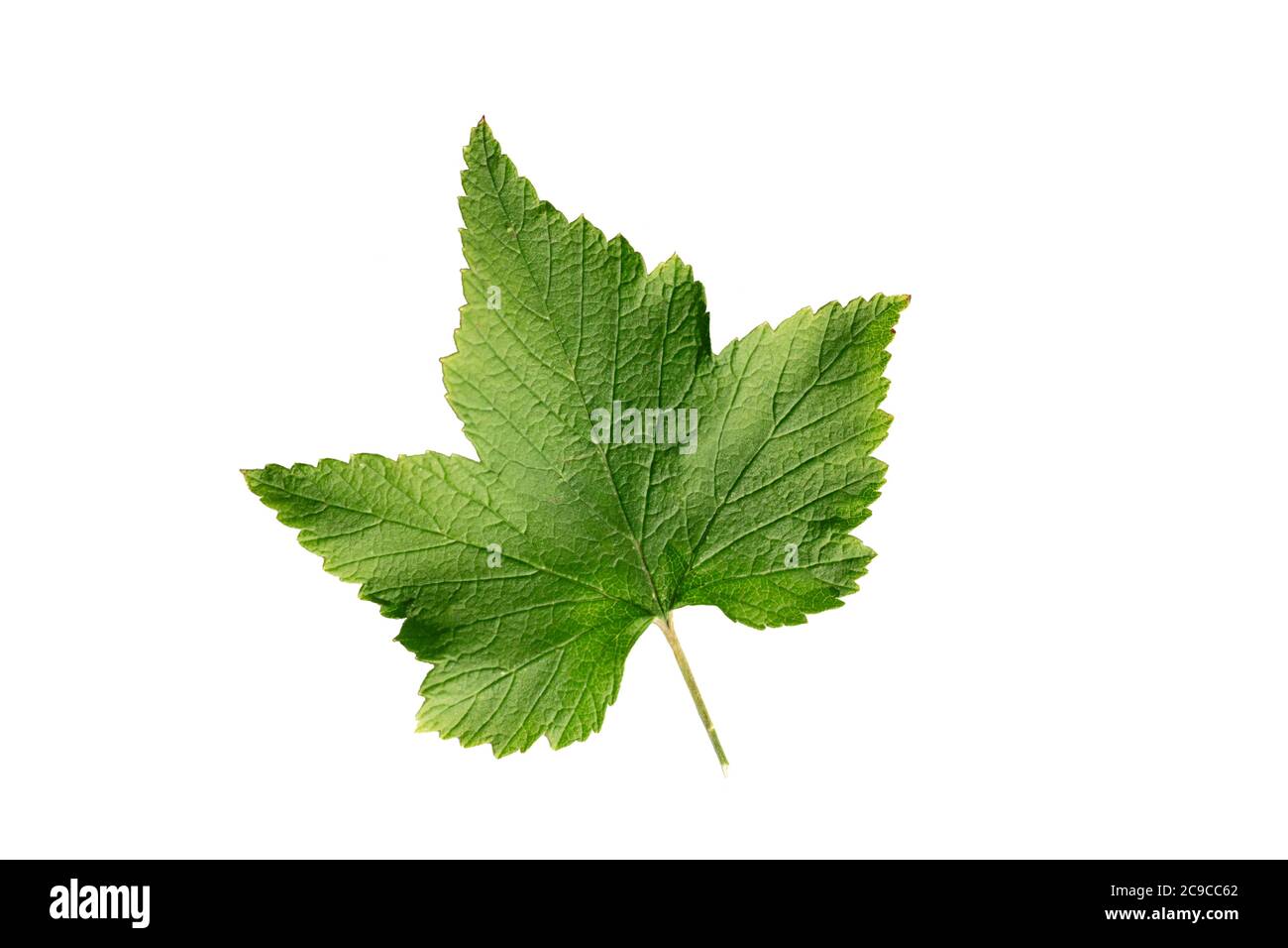 Green currant leaf isolated on white background. Top view Stock Photo ...