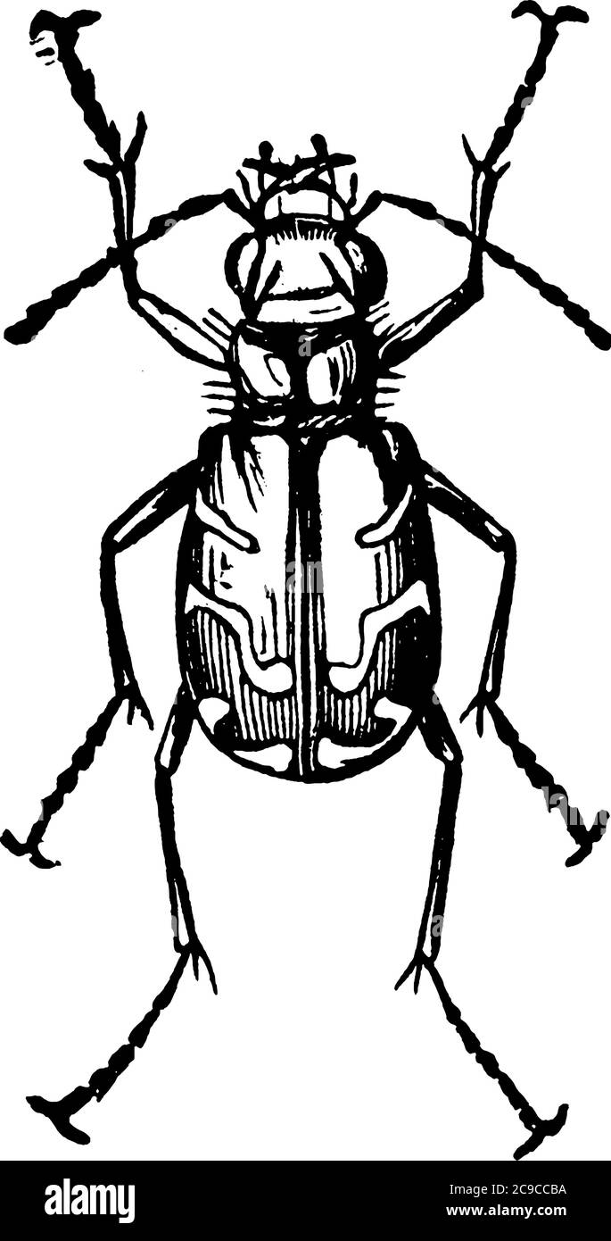 Tiger beetle, Cicindela hudsoni, can run at a speed of 9 km/h. A beetle ...