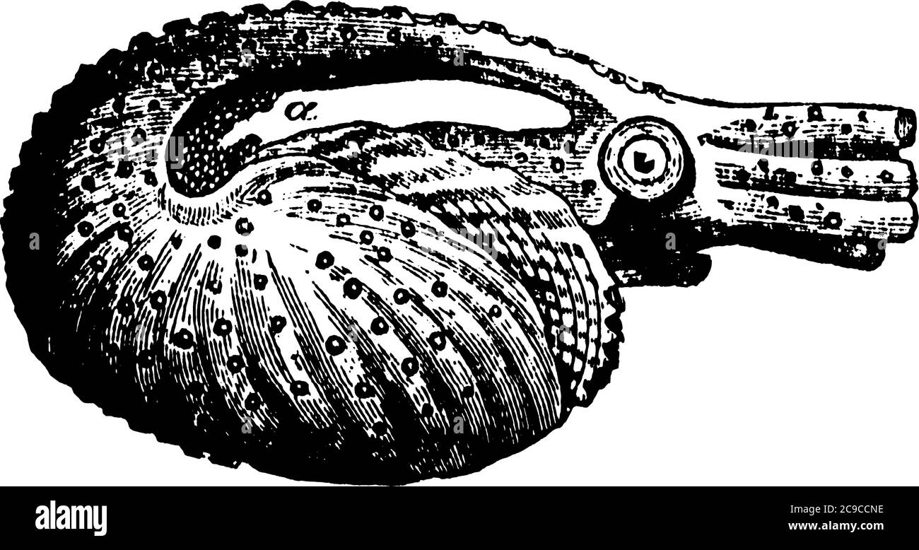 Mollusca nautilus Stock Vector Images - Alamy